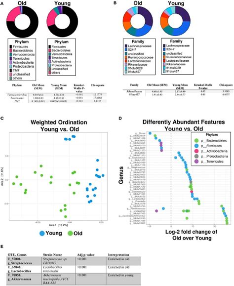 Age Significantly Impacts Gut Microbiome Abundance And Diversity