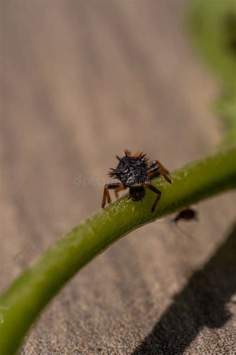 Macro Photograph Of A Black Spiny Ladybug Larva Climbing On A Green