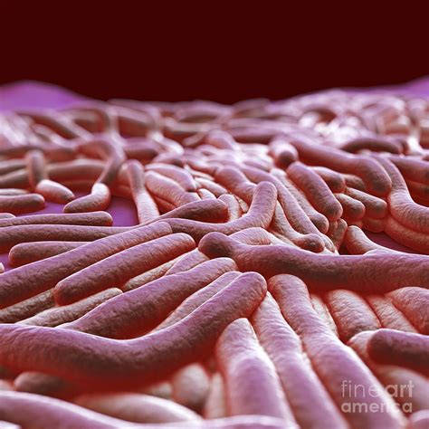 Legionella Pneumophila Photograph By Science Picture Co