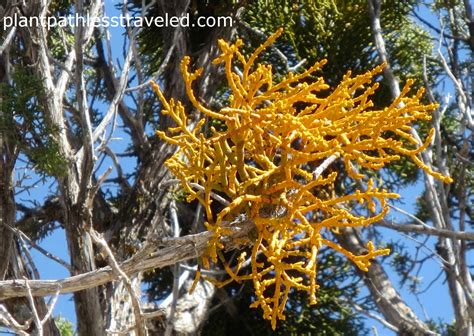 Dwarf Mistletoe