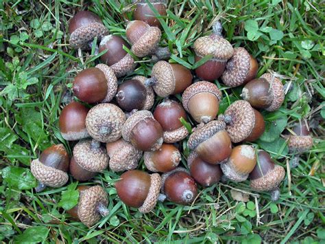 Oak Tree Seeds How Oak Trees Can Hybridize To Form New Varieties