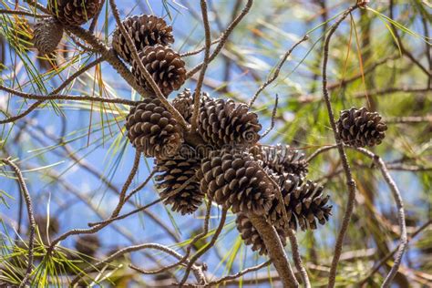 Close Up View Of Cedar Pine Cones On The Tree The Most Common T Stock