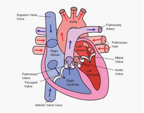 Cardiovascular And Respiratory System Revision Cards In University Nursing