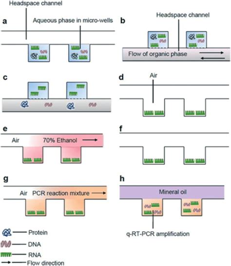 Schematic Of The Rna Purification Process Using The Liquid Phase