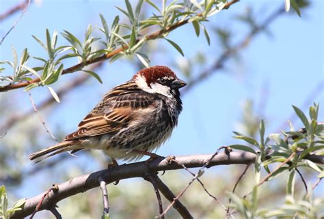 Gorrión Común Y Otros Gorriones Biodiversidad Y Edificios