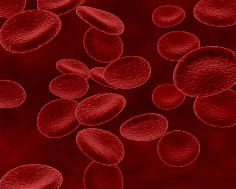 Erythrocytes Normal Range And Count What You Need To Know