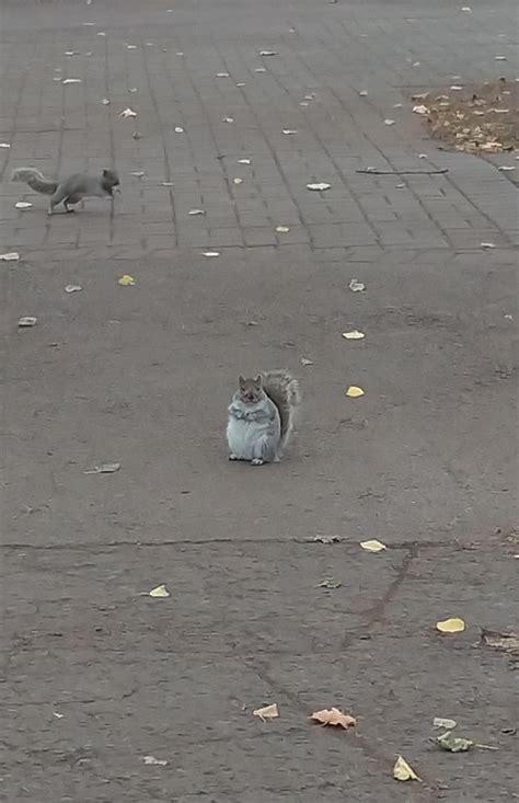 This Absolute Chonk Regular Sized Squirrel In The Back R Squirrels