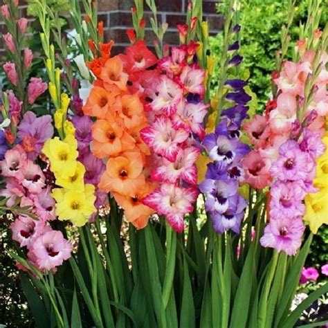 August Birth Flower Gladiolus