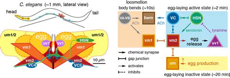 Research Discover Neural Circuit Insights — Collins Lab In Miami