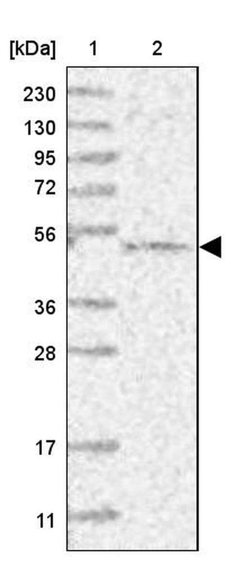 Bite Antibody Pa5 57882