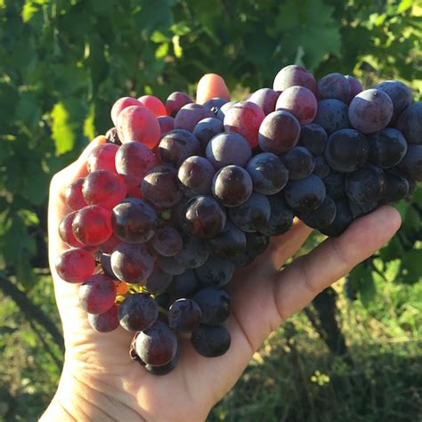 Meet Viola Buitoni Cooking With Amy A Food Blog