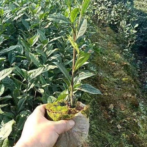 [老鹰茶苗批发]四川雅安名山区茶树苗 1 00元 棵【推荐】茶树 一亩田