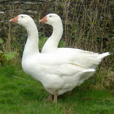 Embden Goose British Waterfowl Association