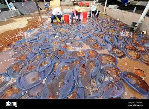 Workers Process Jellyfish Skin At A Seafood Processing Plant China
