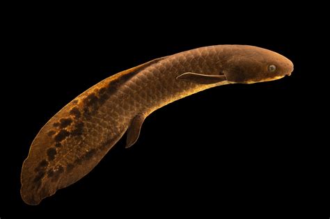 Endangered Australian Lungfish Neoceratodus Forsteri Joel Sartore