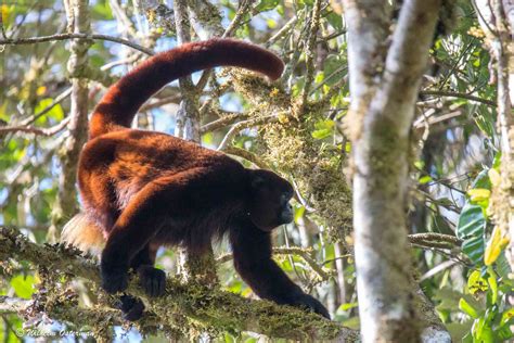 The Biologist Working To Save Perus Yellow Tailed Monkey Qanda With