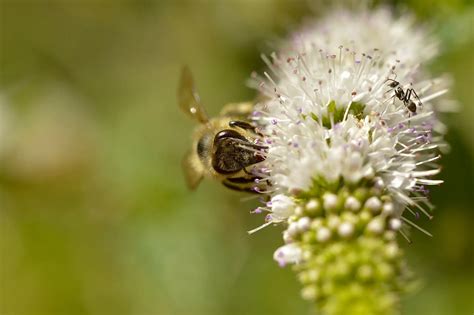 ¿las Abejas Comen Hormigas 2025