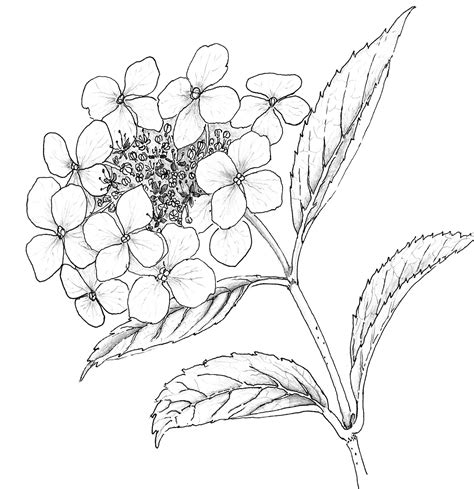 Hydrangea Flower Drawing At Explore Collection Of
