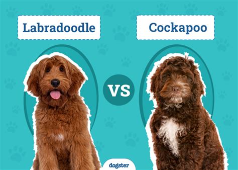 Cavapoo Vs Cockapoo The Differences With Pictures Dogster