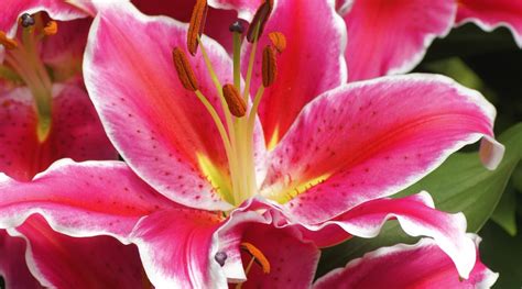 17 Different Types Of Pink Lily Cultivars