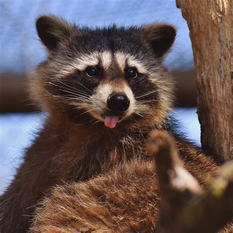 Brown And Black Raccoon In Close Up