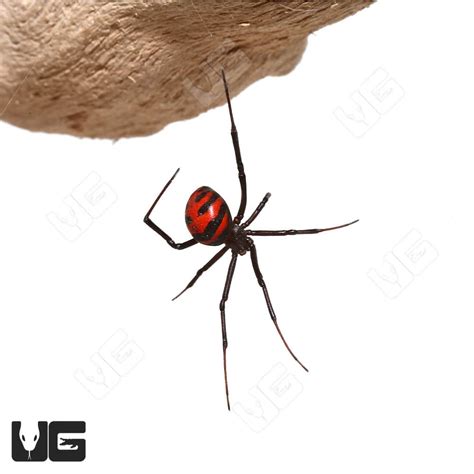 Thai Elegant Widow Spider Latrodectus Elegans For Sale Underground Reptiles