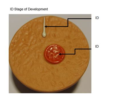 Bio 142 Development 1 Diagram Quizlet
