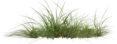 Premium Photo Fresh Green Grass Clump Isolated On White
