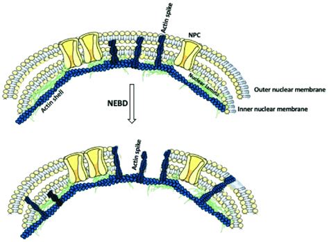 Example Of Nuclear Envelope At Carol Walsh Blog