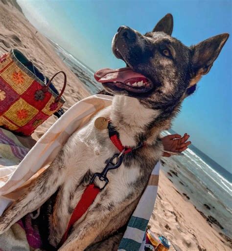 Boston Terrier Husky Mix Siberian Boston Owners Guide