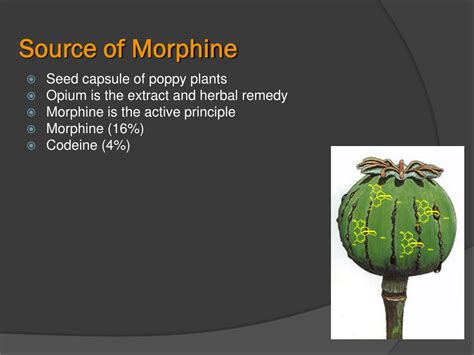 Ppt Opium And Morphine Powerpoint Presentation Free Download Id