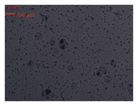 Optical Micrograph Of A Sample 1 B Sample 2 C Sample 3 D