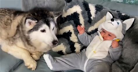 Haski Krade Hranu Od Bebe Pa Se Pravi Blesav Neodoljivi Snimak