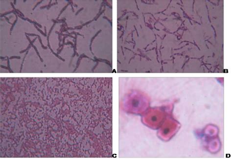 Bacillus Subtilis Microscope