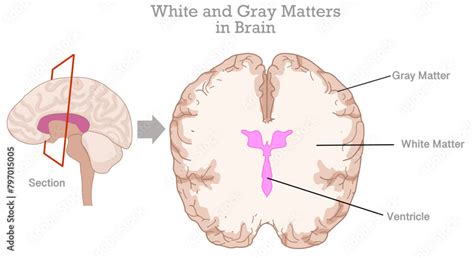 Gray And White Matter Found Inside The Cerebellum