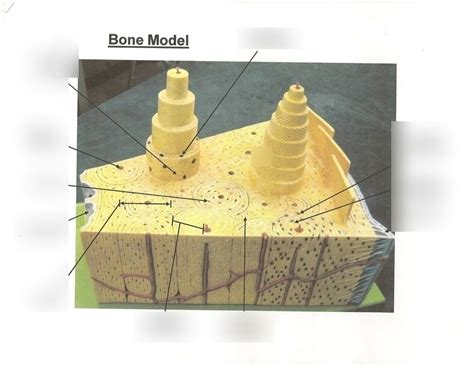 Bone Model Diagram Quizlet