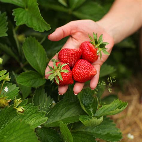 Buy Everbearing Albion Strawberry Plants For Sale Perfect Plants