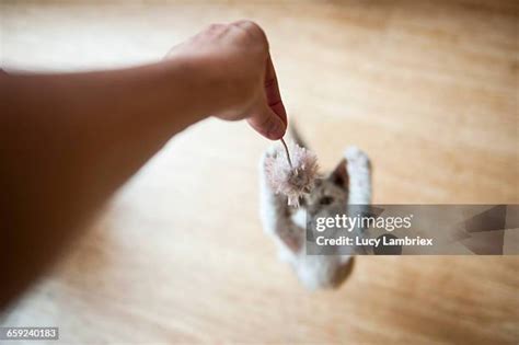 Jumping Mice Photos And Premium High Res Pictures Getty Images
