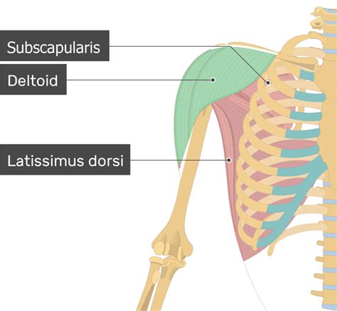 Anatomy Of Deltoid Deltoid Origin Insertion Action Innervation