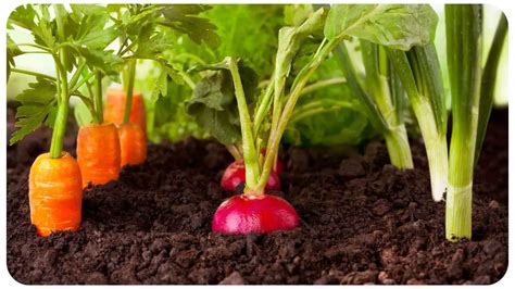 7 Delicious Shallow Root Vegetables For Your Garden And Plate Unified Garden