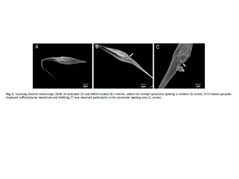 Scanning Electron Microscopy Sem Of Untreated A And Dmso Treated