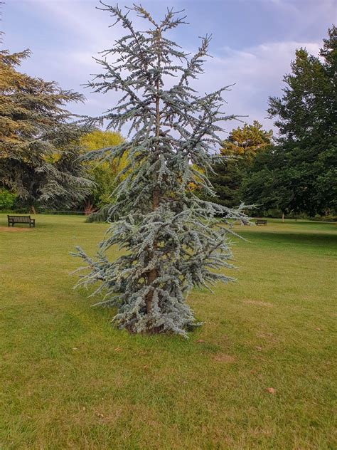 Columnar Blue Atlas Cedar