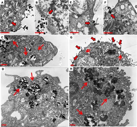 Nanoparticle Geometry And Surface Orientation Influence Mode Of Cellular Uptake Abstract