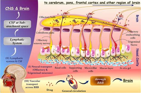 Dr Naseem Khan On Linkedin Intranasal Administration For Brain