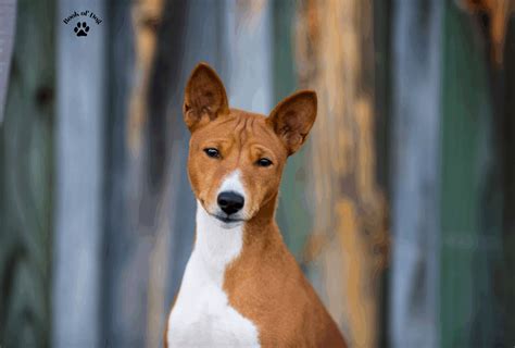 Basenji Profile The Barkless Dog With A Unique Personality Book Of Dog