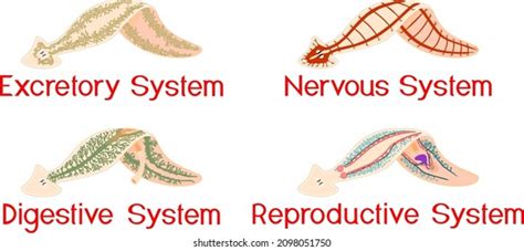 Nervous Reproductive Digestive Excretory System Planaria Stock Vector