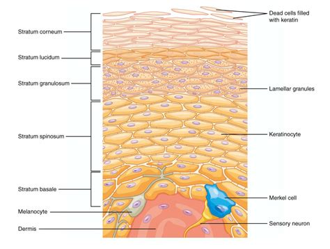 Layers Of Epidermis