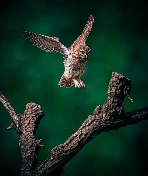 【老张光影and河北平山】夜之鹰（猫头鹰幼鸟） 中关村在线摄影论坛