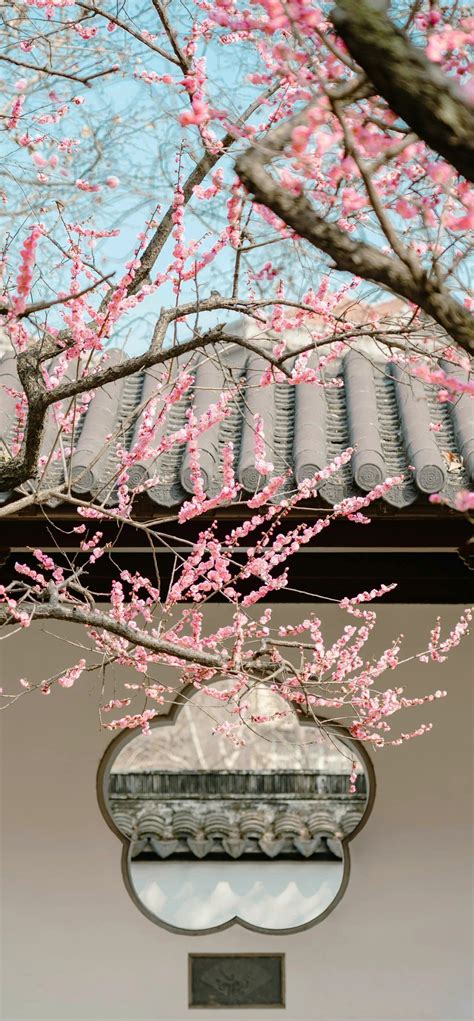 Ghim Của 🍒arin🍒 Trên ☆flower☆ Nhật Ký Nghệ Thuật Nghệ Thuật Tường