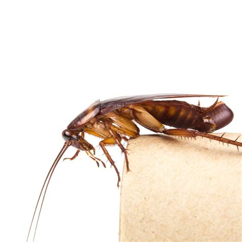 Oriental Cockroach Eggs Types Of Cockroaches In The Uk Dyno Pest